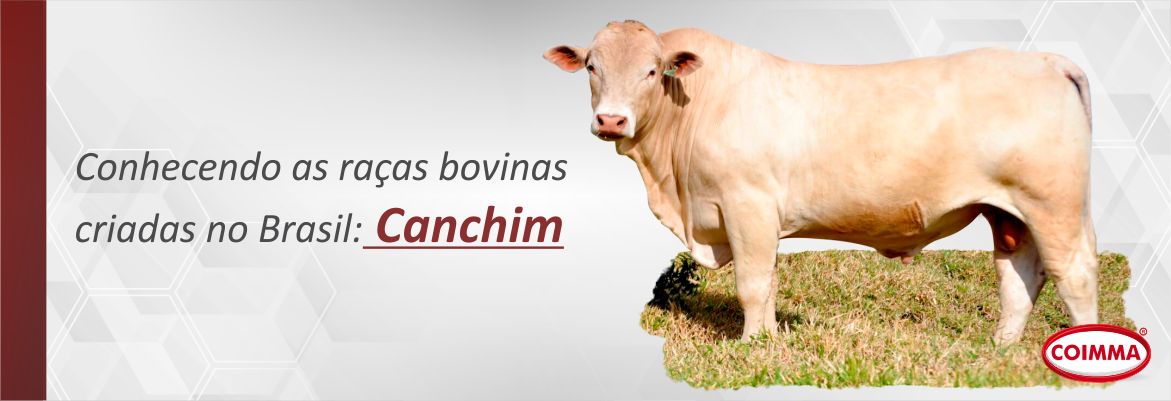 Conhecendo as raças bovinas criadas no Brasil: Canchim