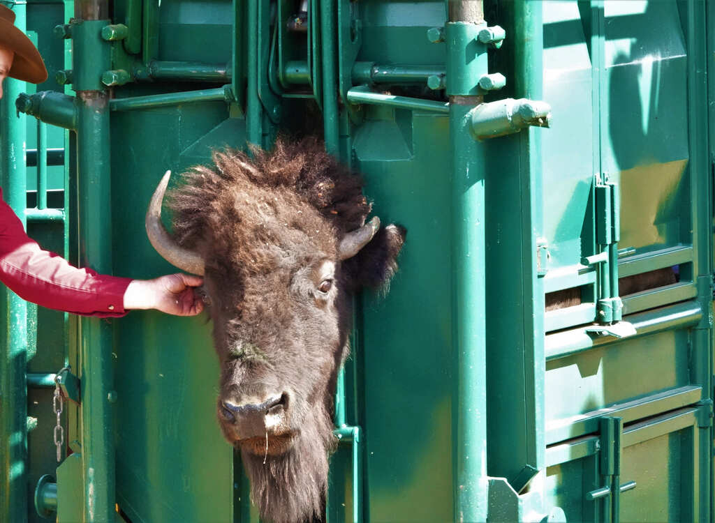 O que é brete: o que é, vantagens e como utilizá-lo