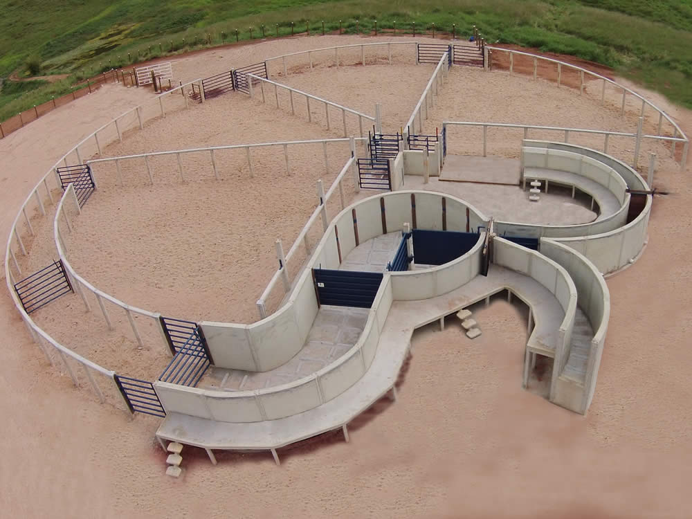 Importância do Manejo Racional de Bovinos na Qualidade da Carne