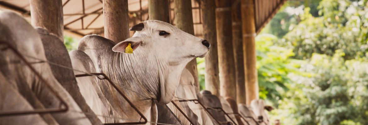 Acidose ruminal em bovinos de corte