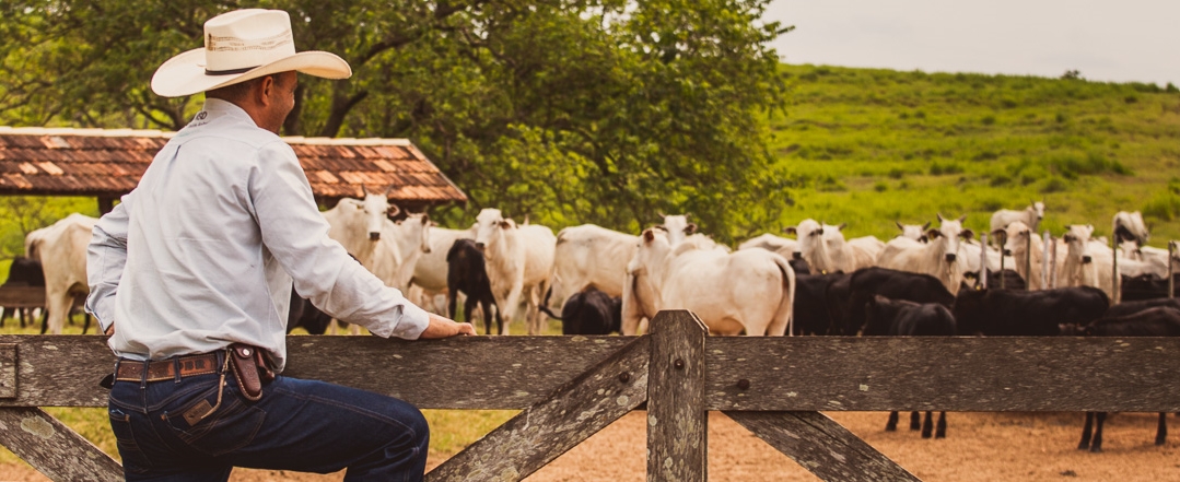 Dicas para montar um curral